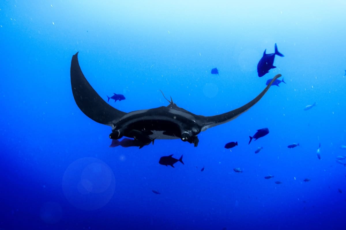 - United Nations World Oceans Day