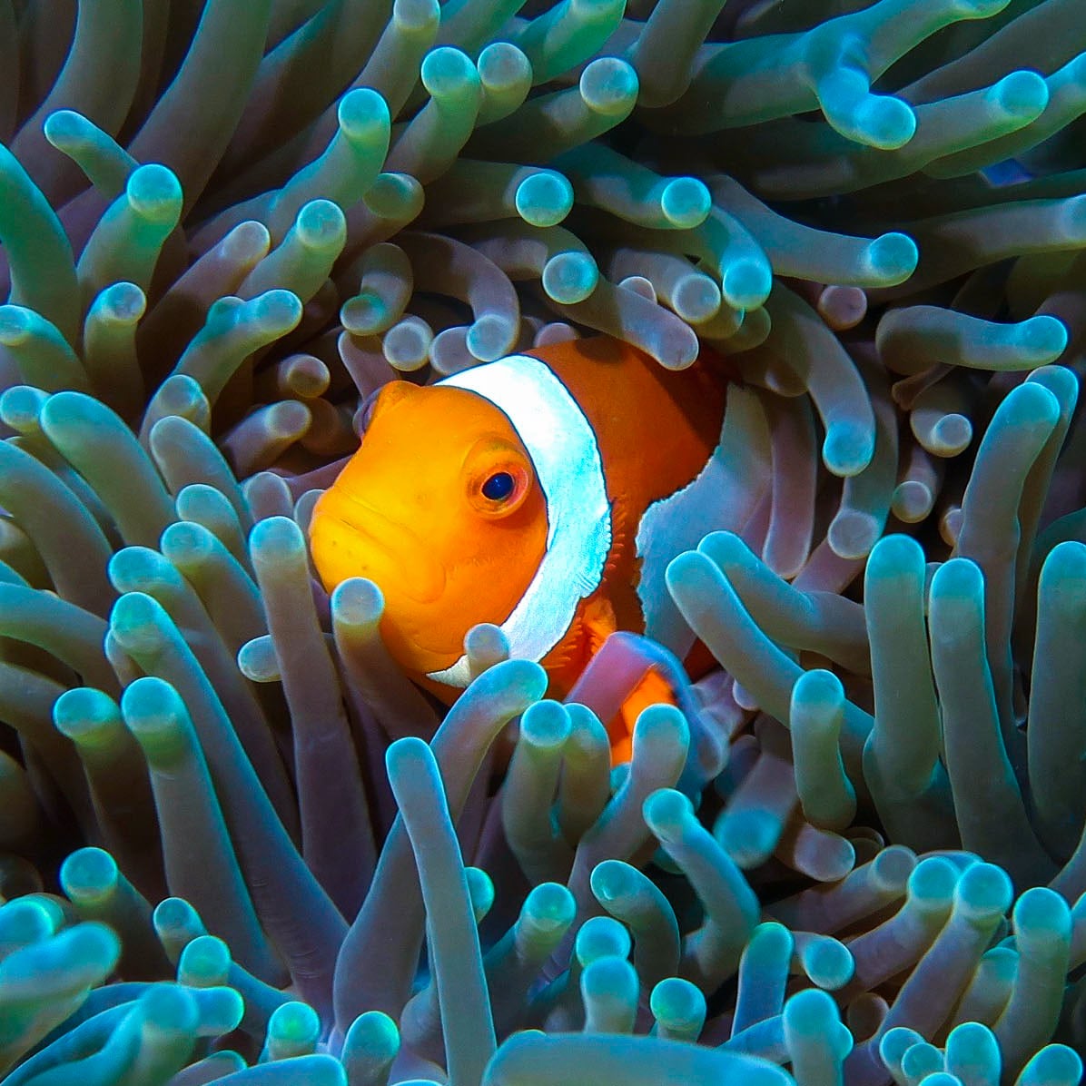 UN World Oceans Day 2023 - United Nations World Oceans Day